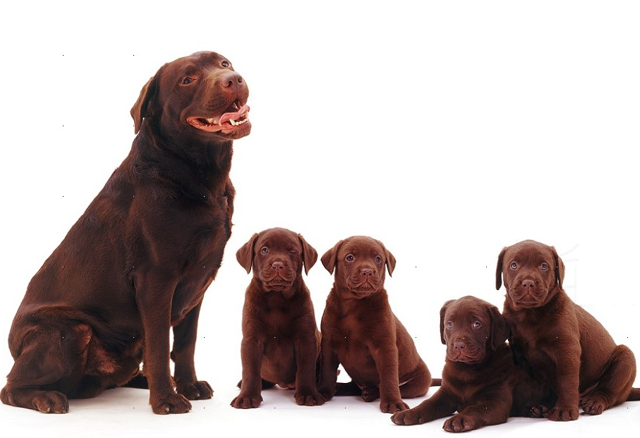 Labrador: tudo sobre a raça, temperamento e características