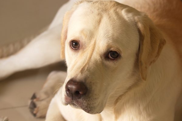 Labrador: tudo sobre a raça, temperamento e características