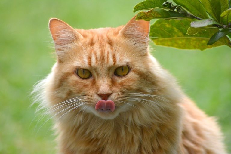 Maine Coon: tudo sobre a raça, temperamento e valor