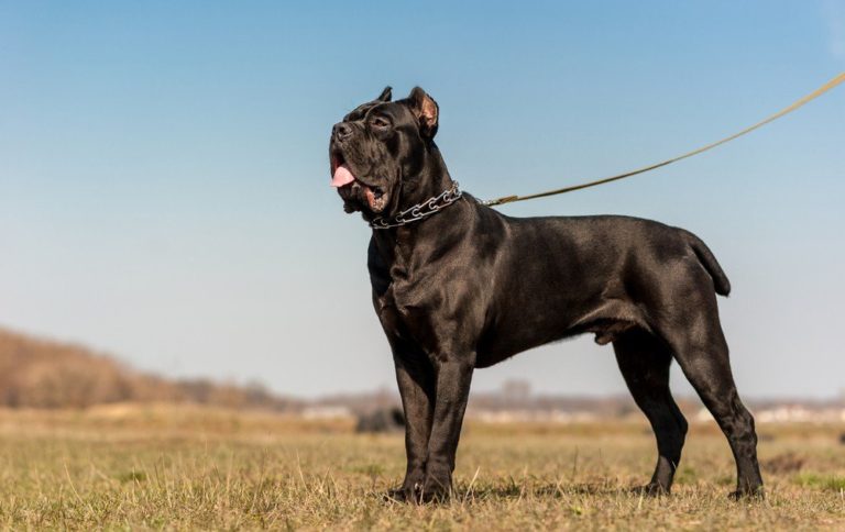 Cane Corso: tudo sobre a raça, temperamento e origem