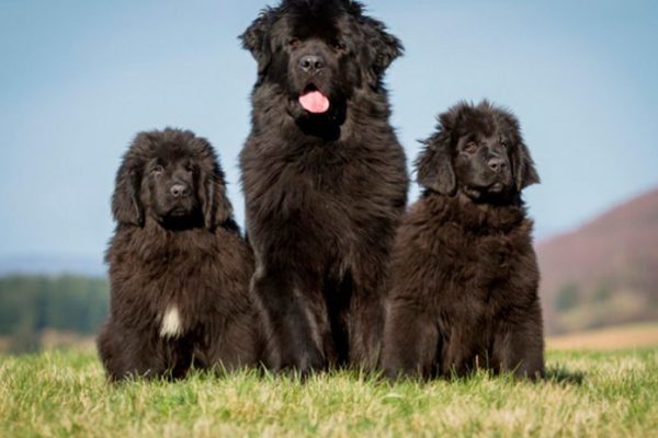 Labrador: tudo sobre a raça, temperamento e características