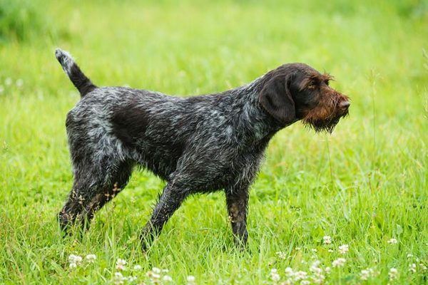 A sagacidade do Wirehaired Pointer: O mestre das pistas!