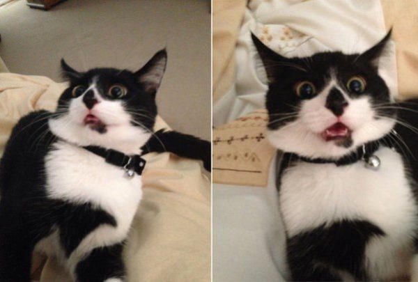 Aventuras felinas: a adorável paixão pelo desconhecido do gato Squitten!