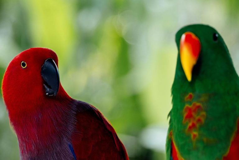 12 Animais Exóticos Mais Interessantes do Mundo