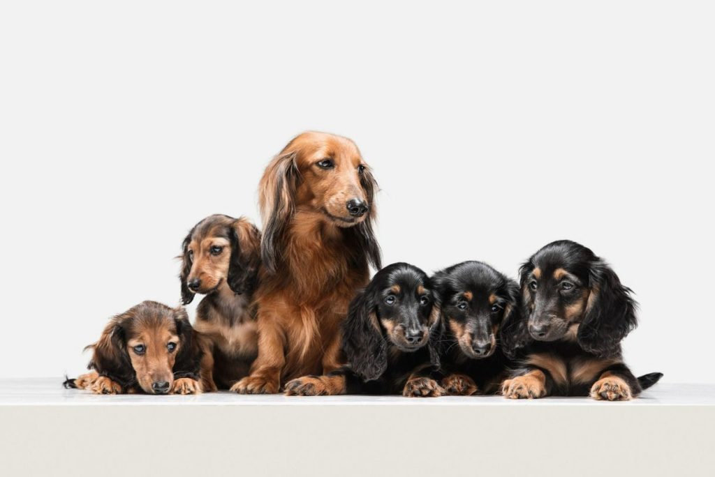 Explorando o Mundo Canino: Conheça as Principais Raças de Cachorro