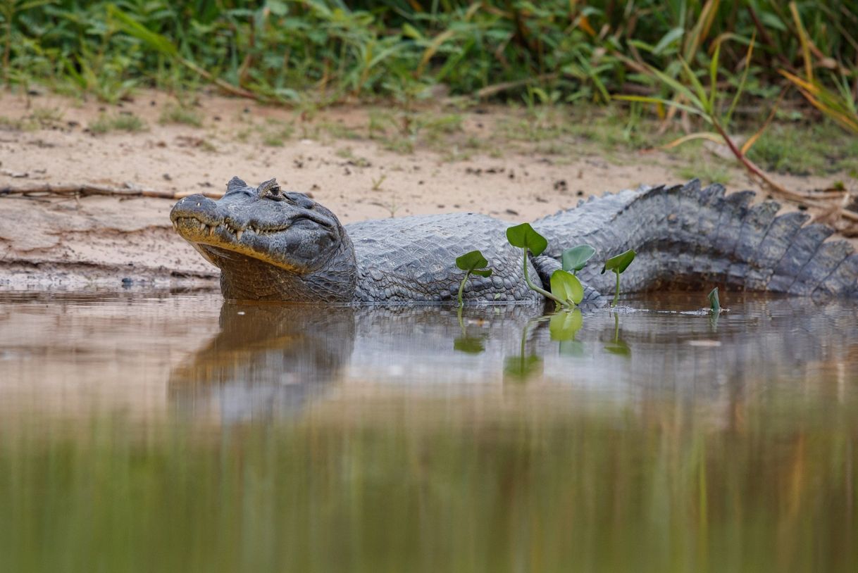 11 Animais Do Pantanal: Espécies e Características